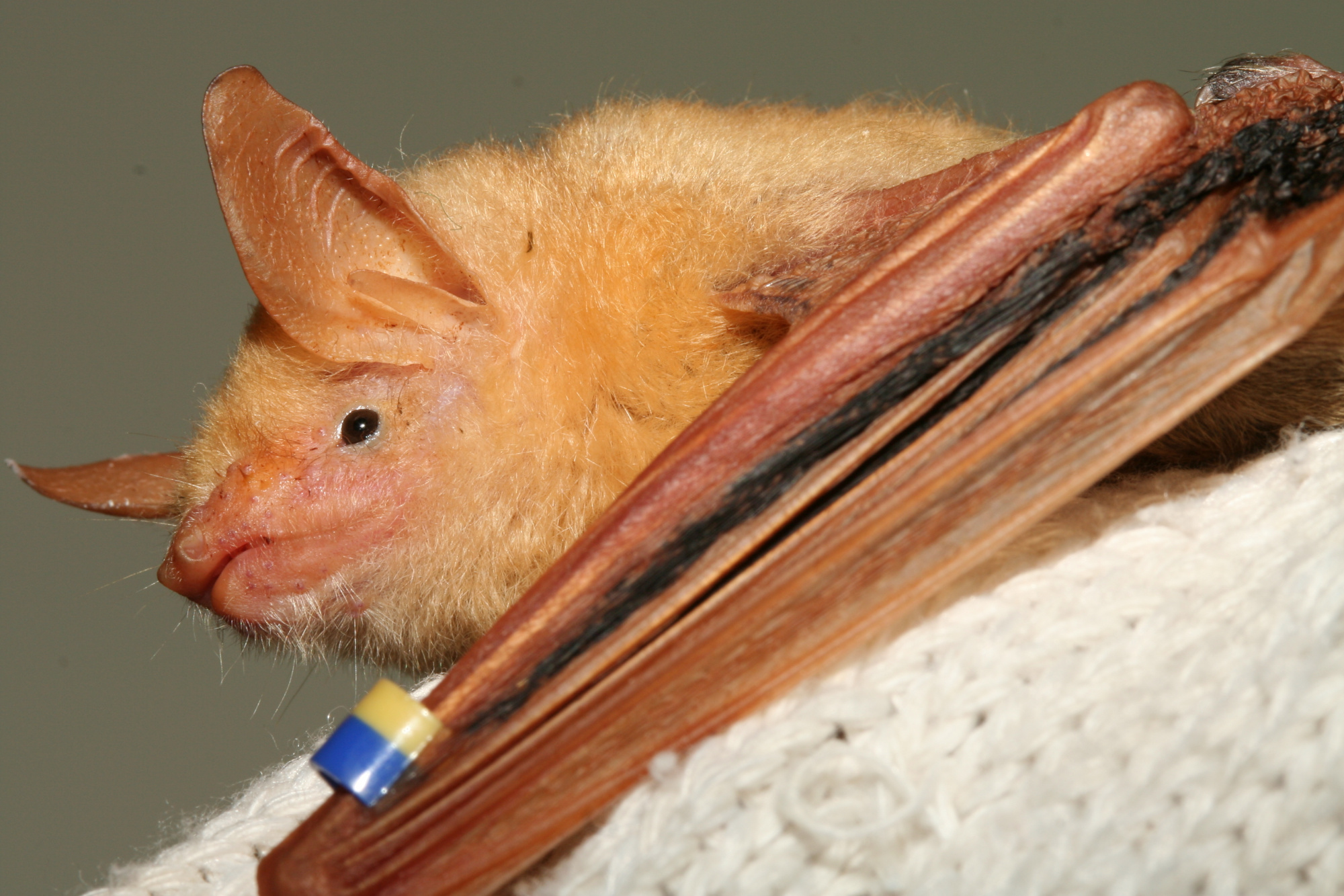 Give Bats A Break give-bats-a-break